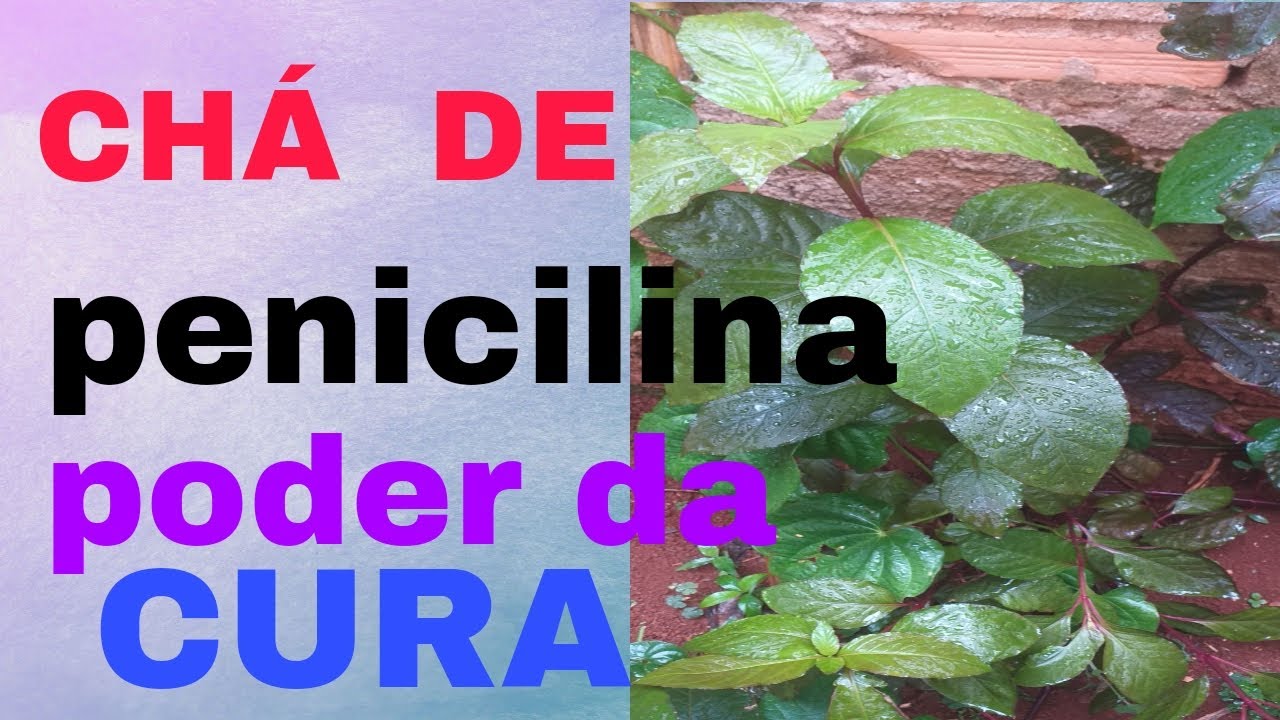 CHÁ DE PENICILINA E SEU PODER DE CURA - YouTube