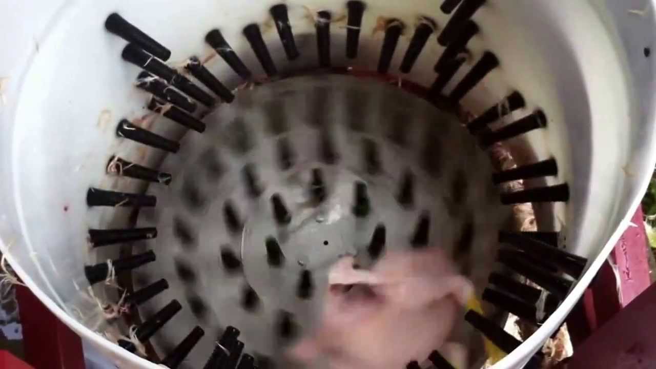 Como depenar um frango em 14 segundos caseiro depenador. - YouTube