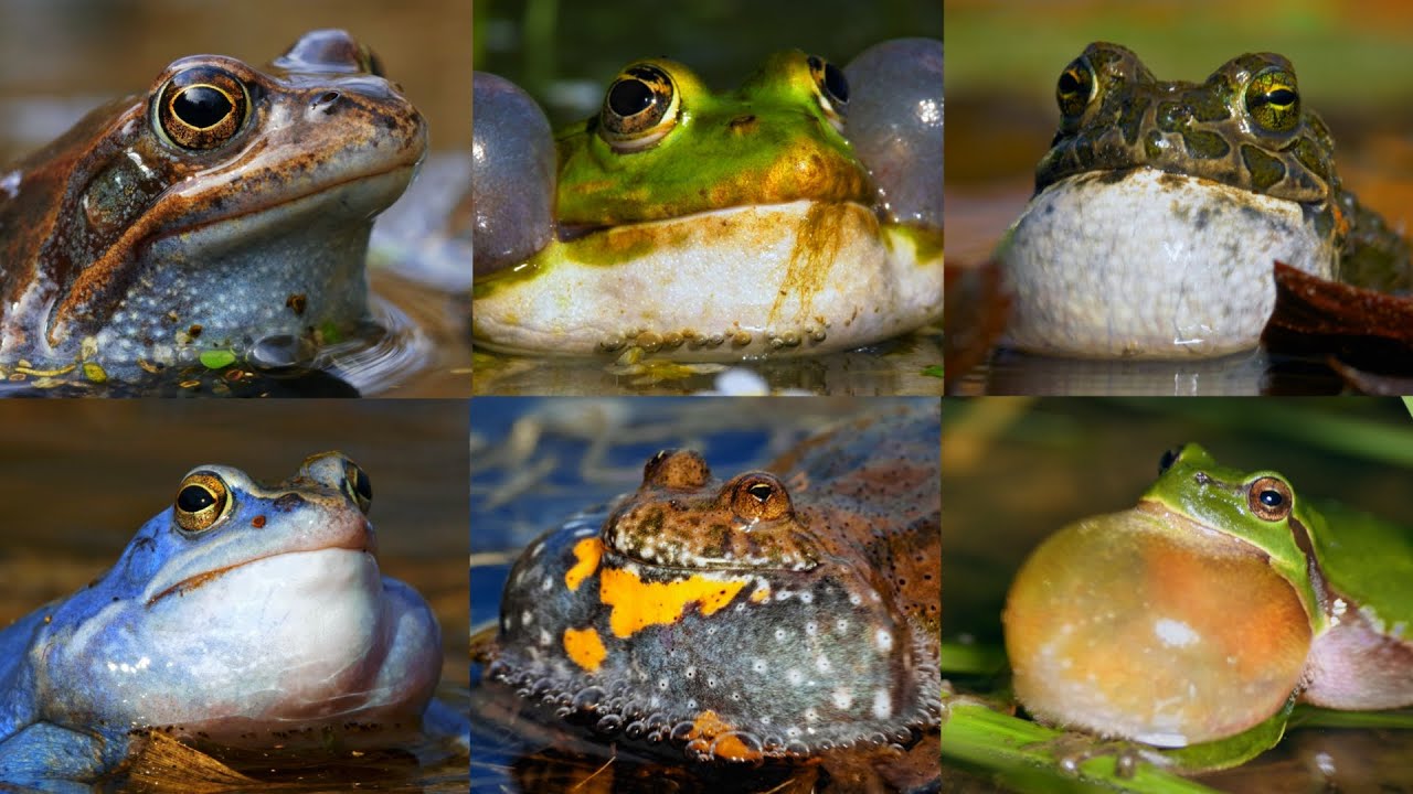 Nature sounds – European frog calls - YouTube