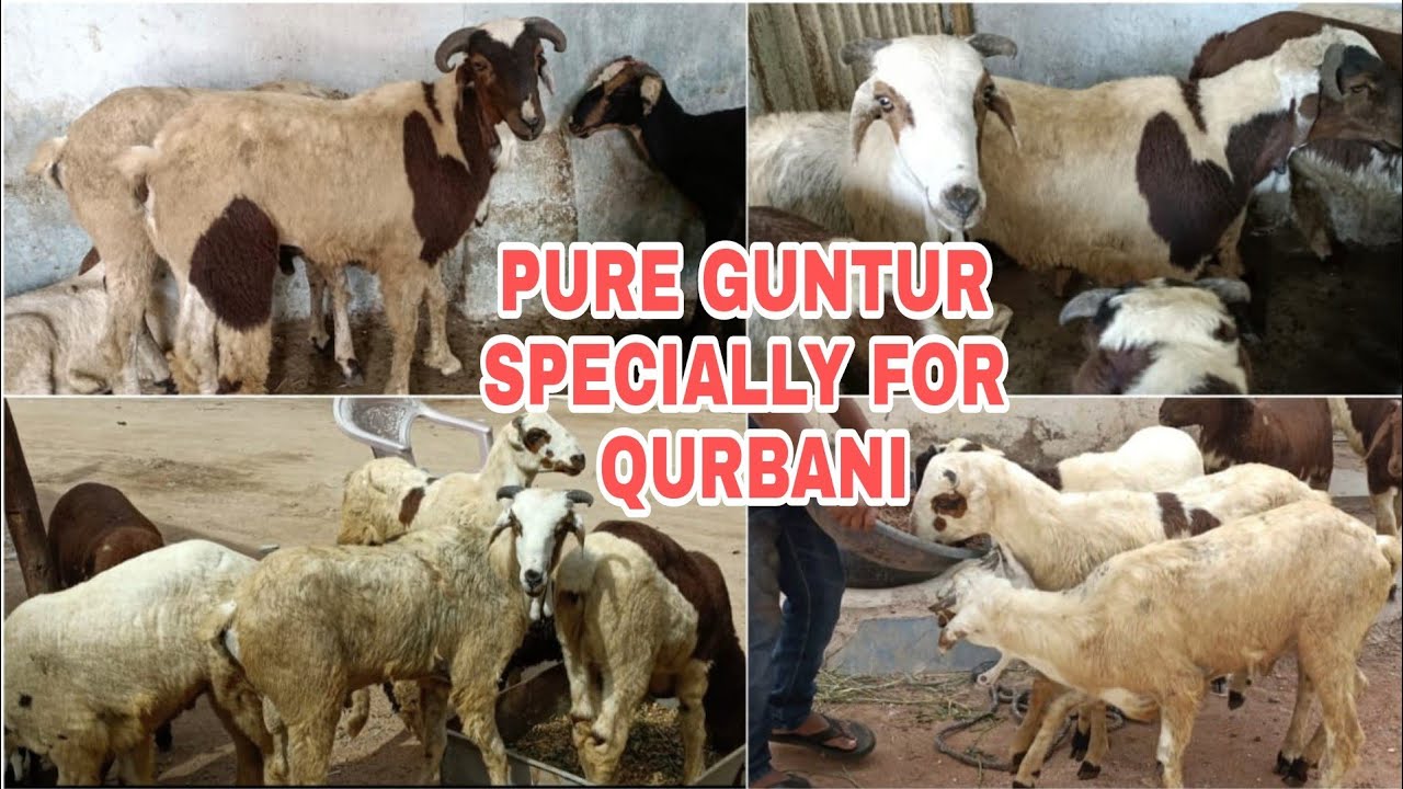 CONT:-8328661867 PURE GUNTUR QURBANI SHEEP'S & RAMPURI, SEROHI KIDS FOR ...