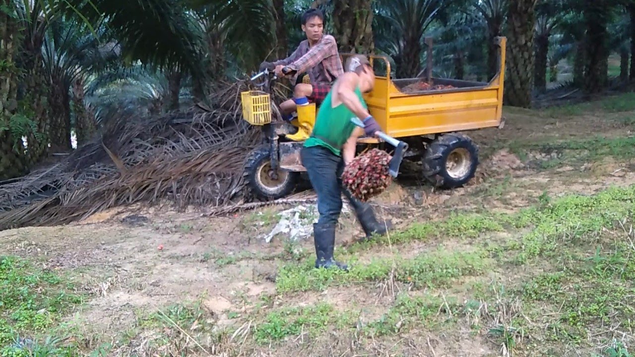 harvesting palm oil transport menggunakan gerobak mb/badang - YouTube