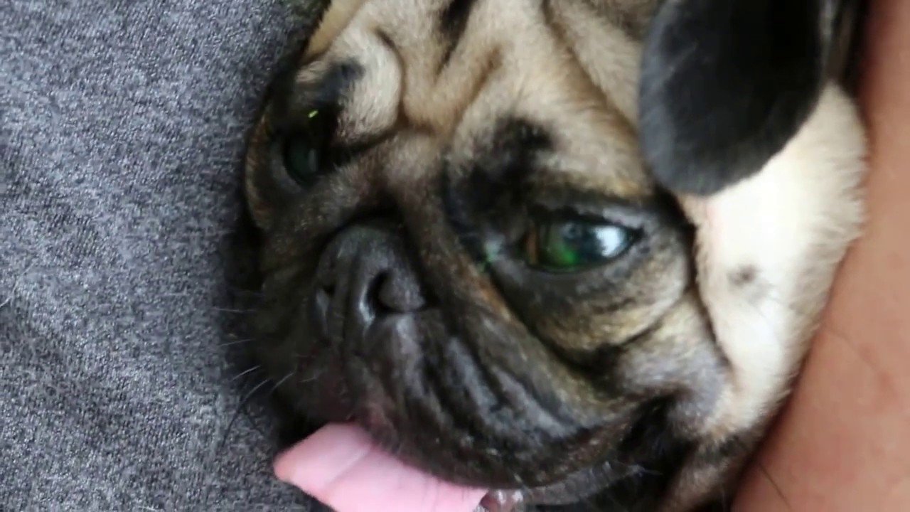 How to safely hold your frisky pug to apply eye drops. - YouTube