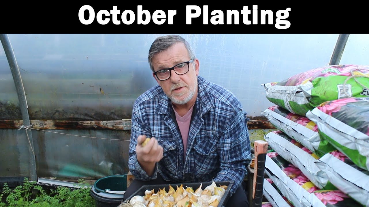 October Planting | Elephant Garlic | Spring Cabbage | Autumn Garden ...