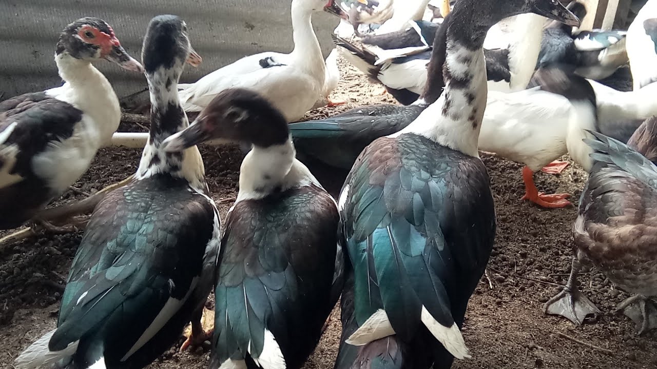 ternak mentok siap panen di lampung tengah #entok #mentok #itikserati ...