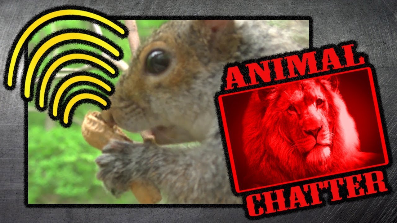 Funny Talking Animals - Walkie Talkie Squirrel and a Rogue Fox - YouTube