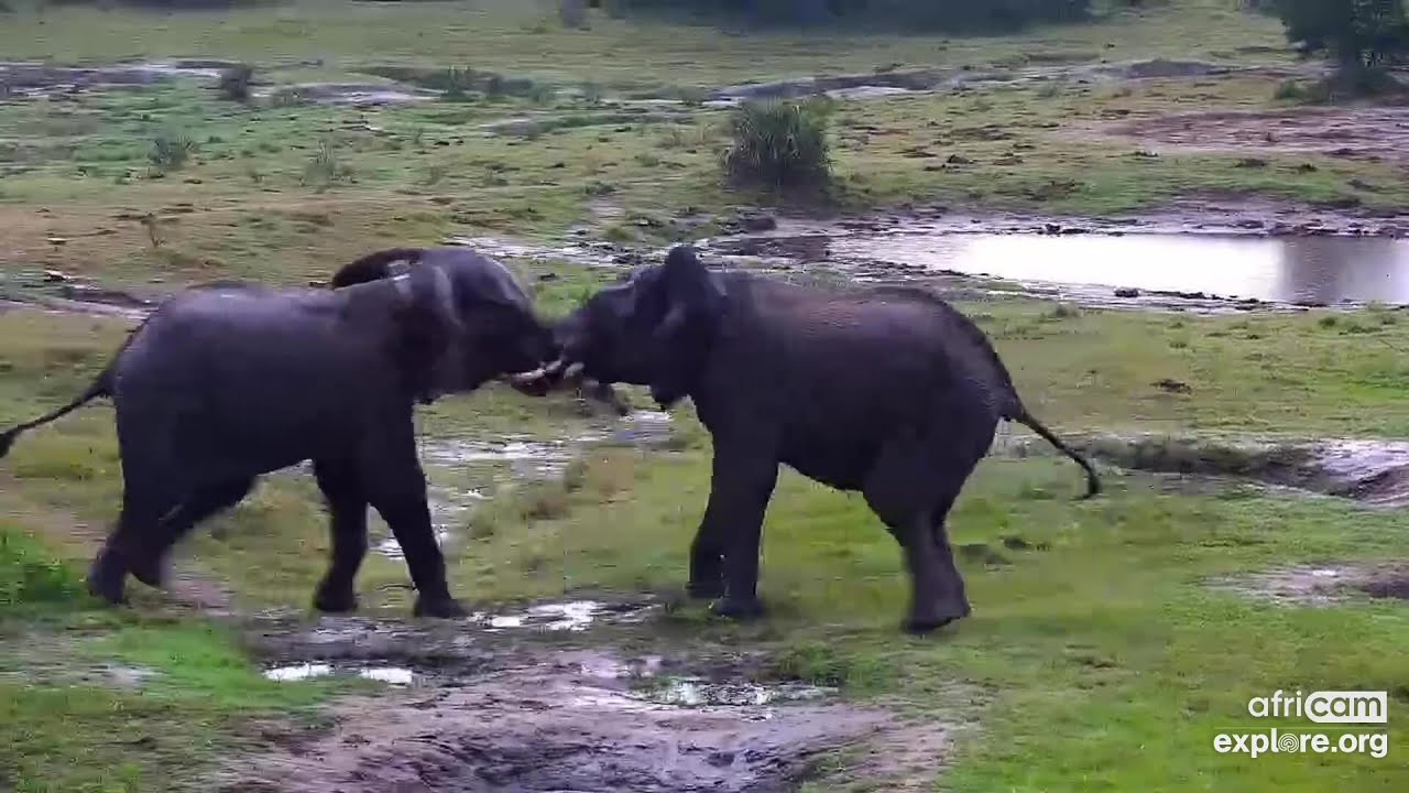 Two frolicking elephants. Jackal Sound?. Tembe: Oct 24 2022, 4:05 PM ...