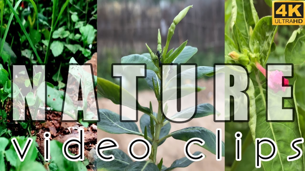 NATURE VIDEO CLIPS || Mg Arts|| - YouTube