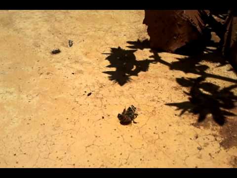 Bee vs ants. - YouTube