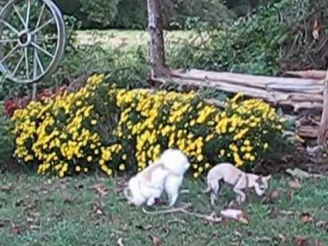 Sissy Pom, LilGirl and yellow mums 10-5-12 by Kay in NC MVI_7047.AVI.wmv