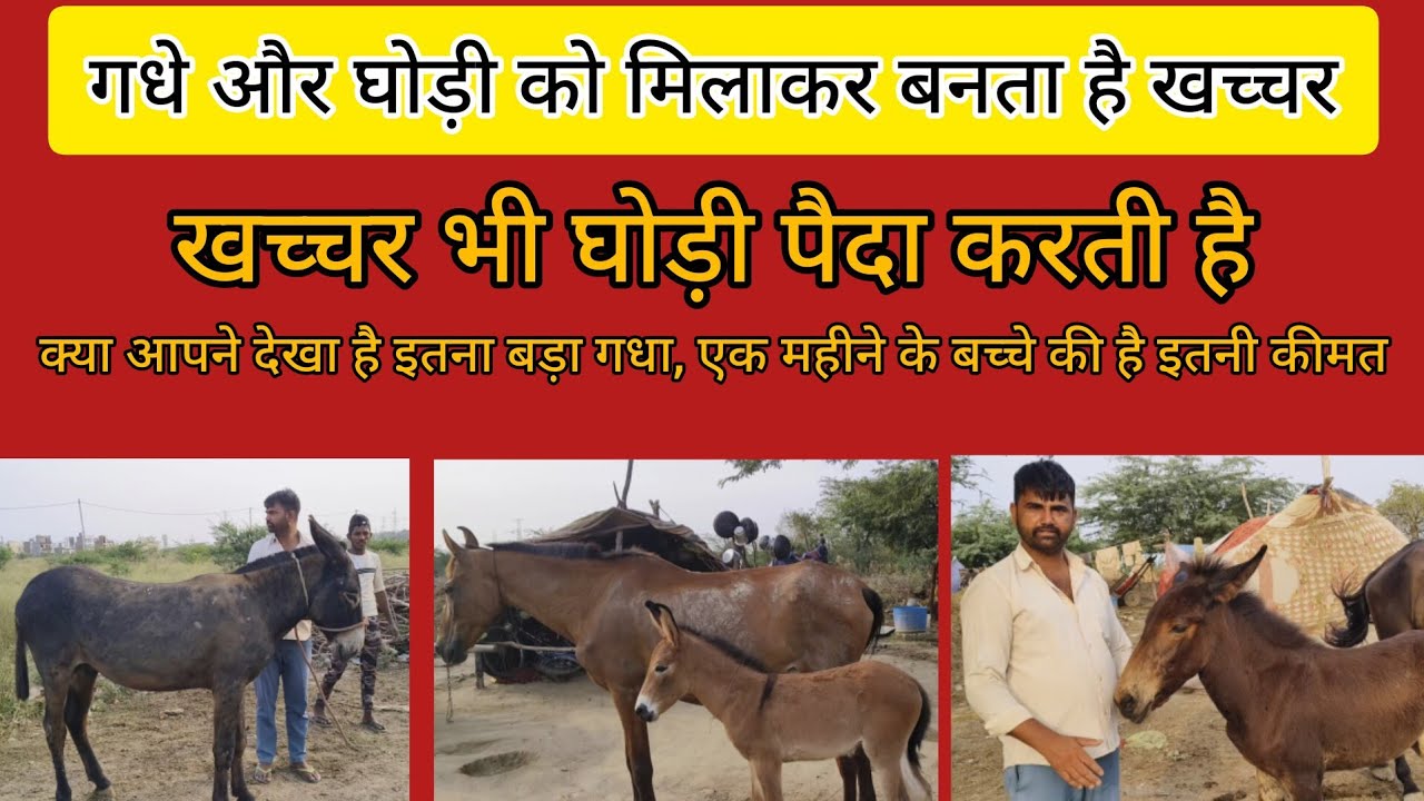 गधे और घोड़ी को मिलाकर बनता है खच्चर। पूरा वीडियो देखे। #ghodi - YouTube