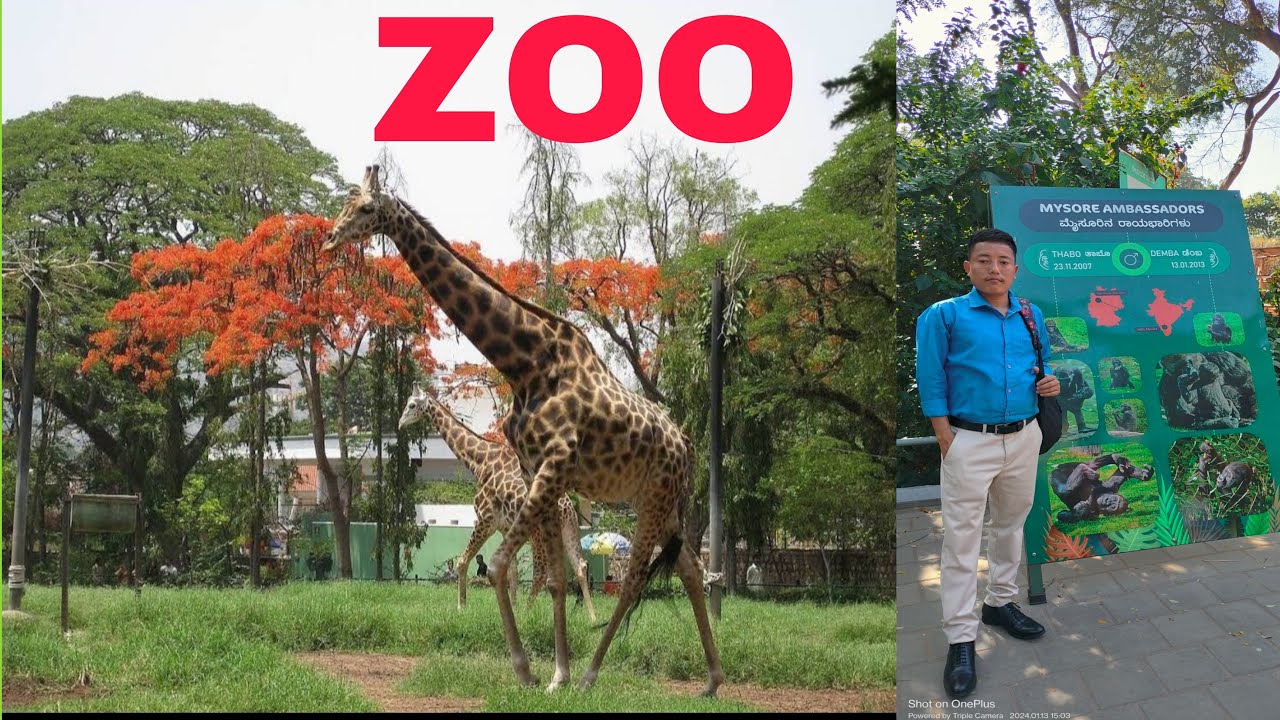 Mysore ZOO .. Tourist attractions zoo .. - YouTube