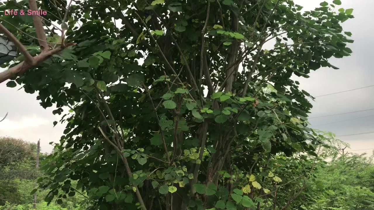 Healthy Indian coral tree/ Erythrina variegata / Kalyana murungai ...