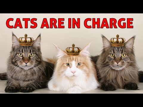 Cats Are In Charge | Cats And Magic Tricks