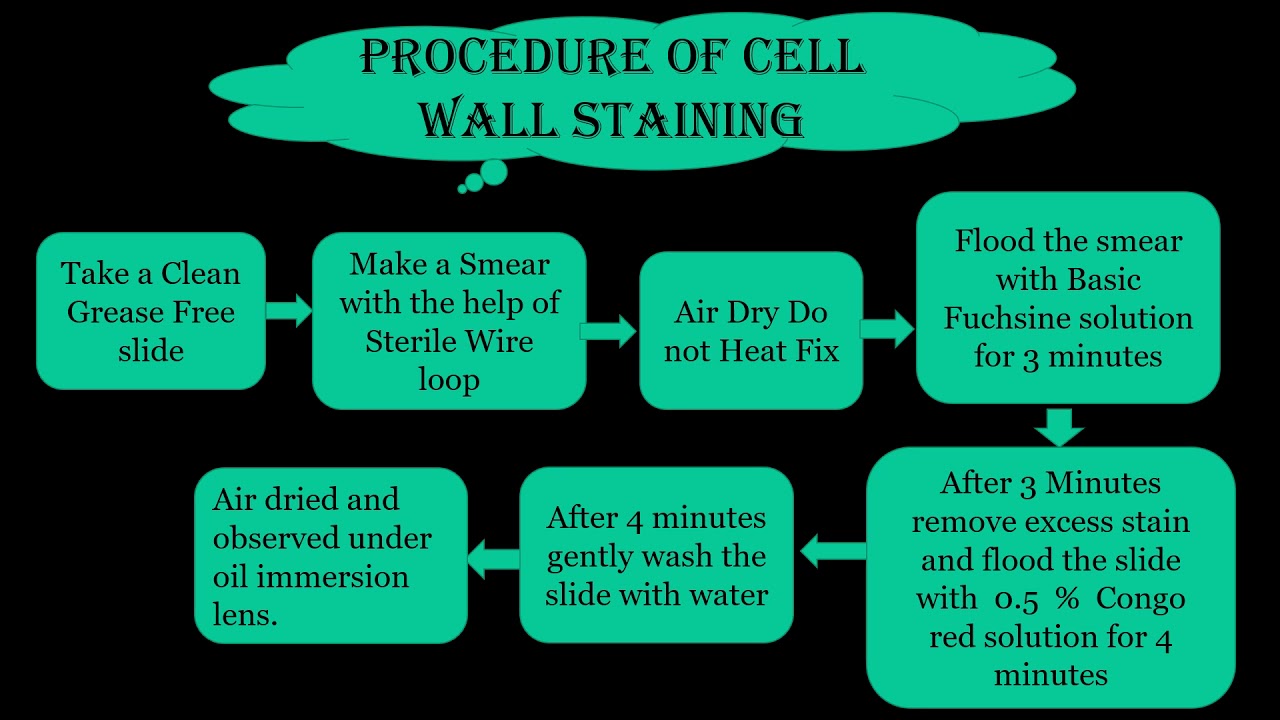 Cell Wall Staining By Chance's Method - Microbiology with Sumi - YouTube