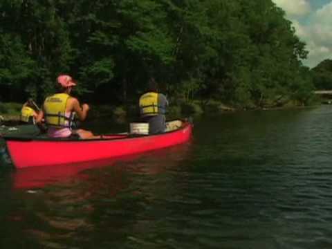 Apple Snails, Invasive Species at Armand Bayou, Texas - YouTube
