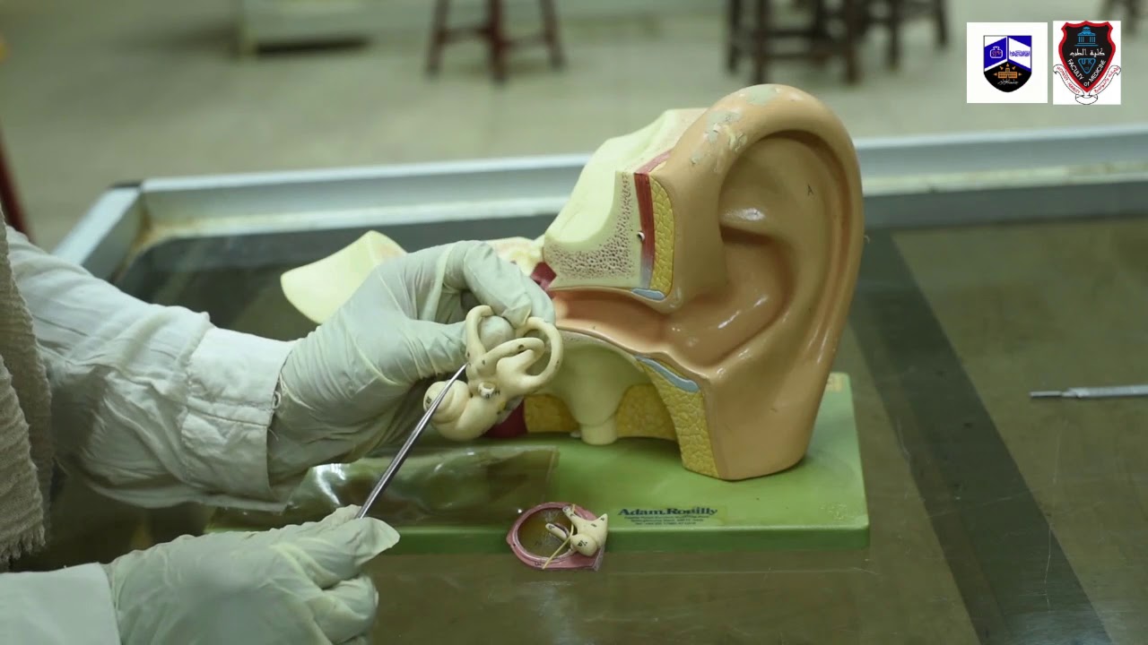 Head & Neck I Practical 10 | Station 4 I The Ear - YouTube