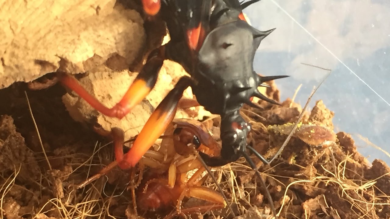 Psytalla Horrida, Giant Spiny Assassin Bug, First Feed After Moult ...