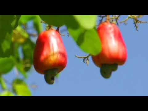 La semilla de Cajuil - YouTube