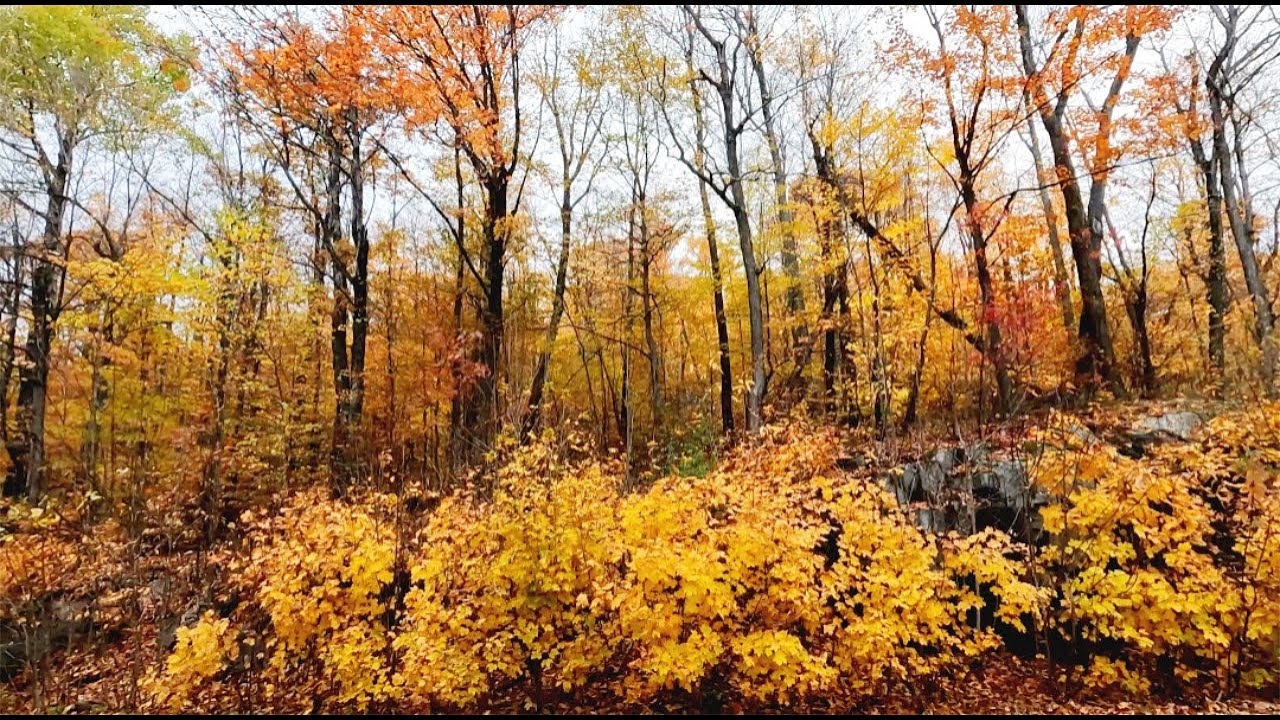 4K Virtual walk on crunchy autumn leaves | Québec | Canada - YouTube