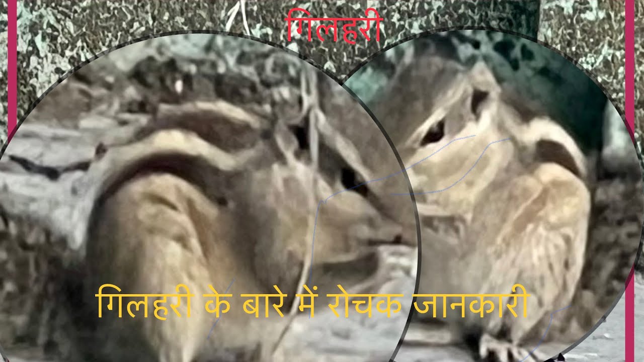 गिलहरी के बारे में रोचक जानकारी।#uttarakhand #pahadi #dehradun #animal ...