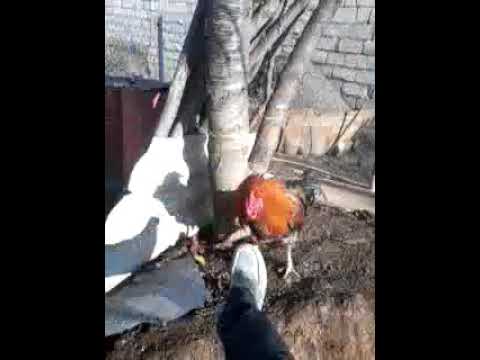 Vuqar nagi xoruz doyusu