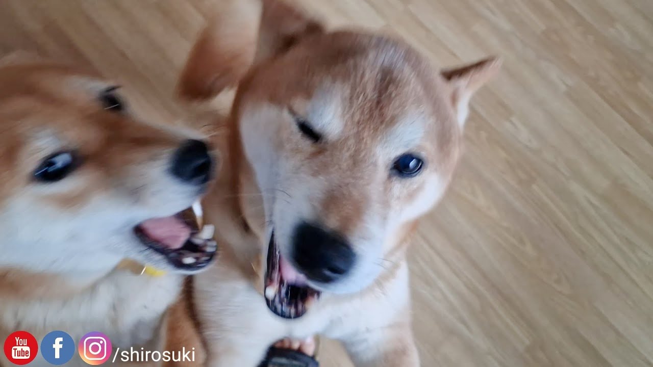 Shiro & Raya doing a happy dance - YouTube