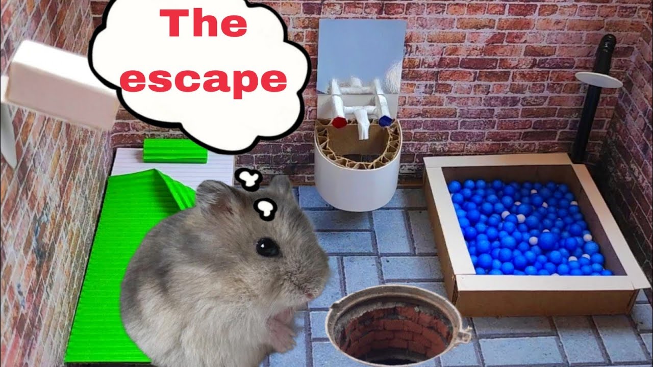 Hamster escape from prison. - YouTube