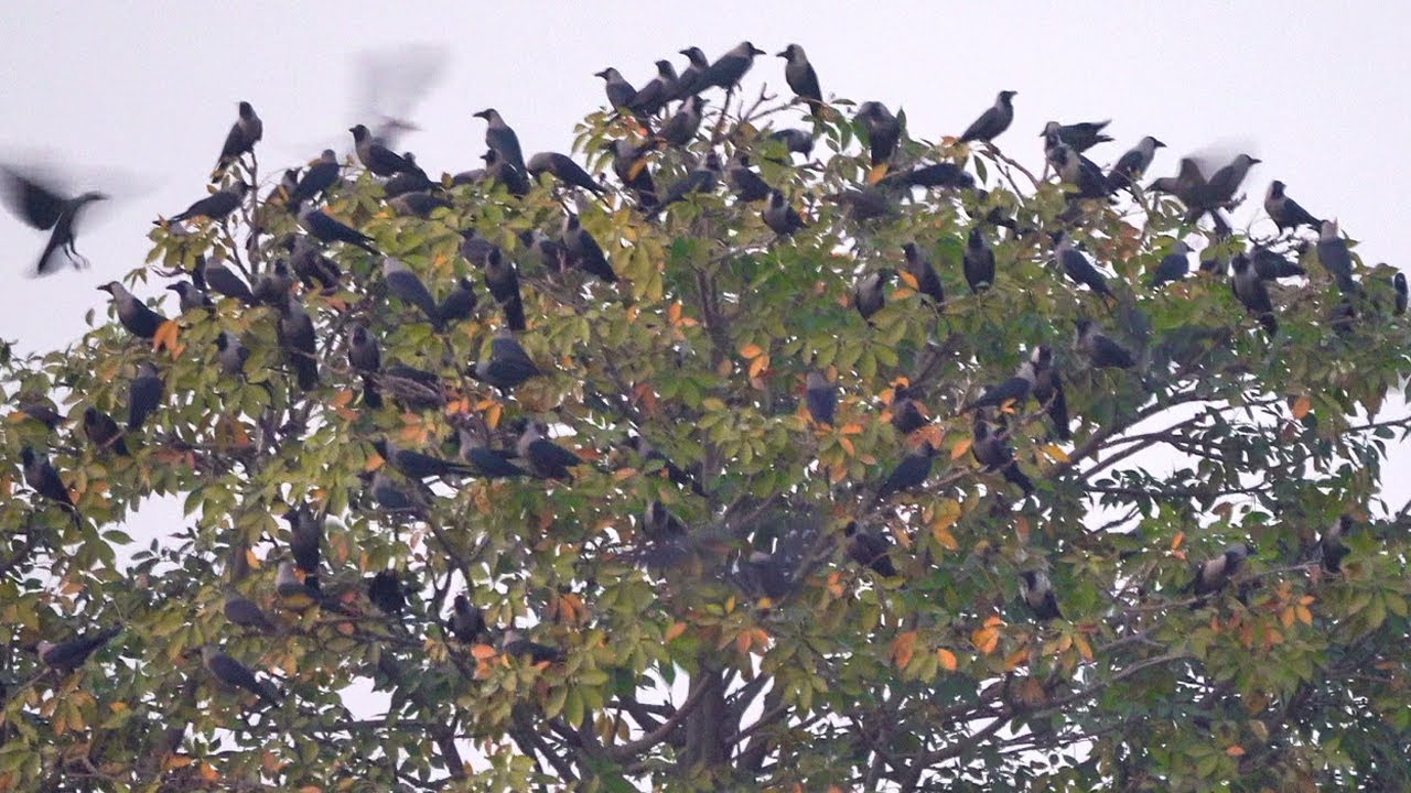 Crows sounds of crowing - Kauwa ki awaaz - crows voice very loudly ...