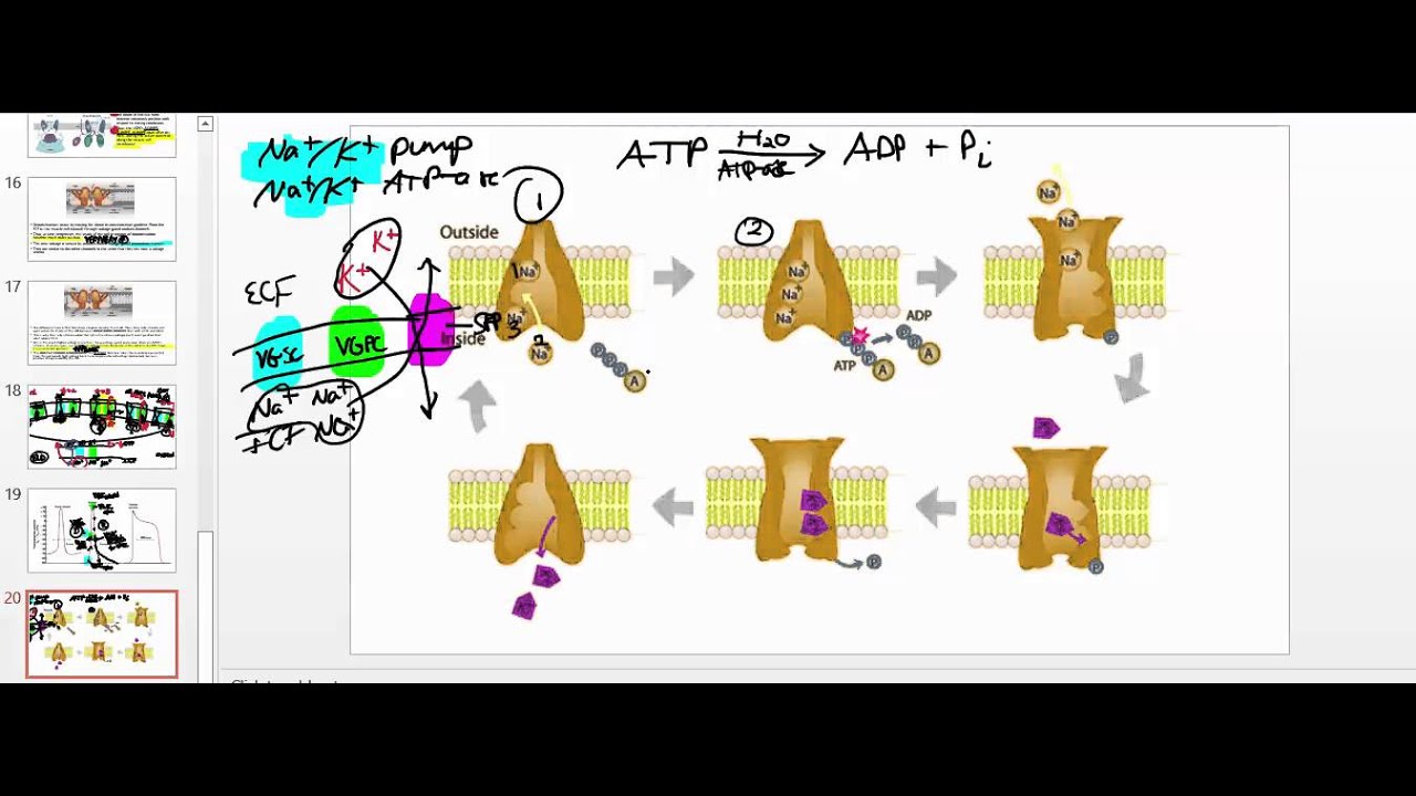 Muscle Physiology 3: Sodium-Potassium Pump - YouTube