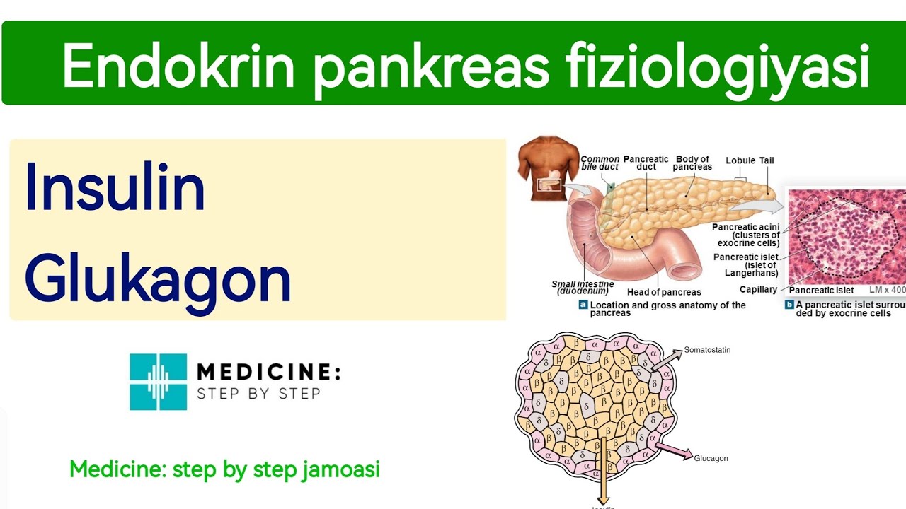 ENDOKRIN | PANKREAS | INSULIN, GLUKAGON, SOMATOSTATIN - YouTube