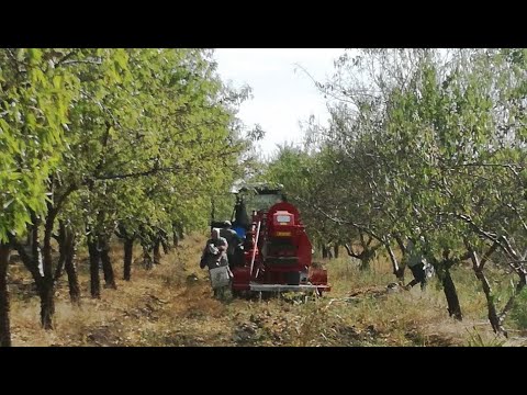 Almonds harvesting with tree shaker MAJA - YouTube
