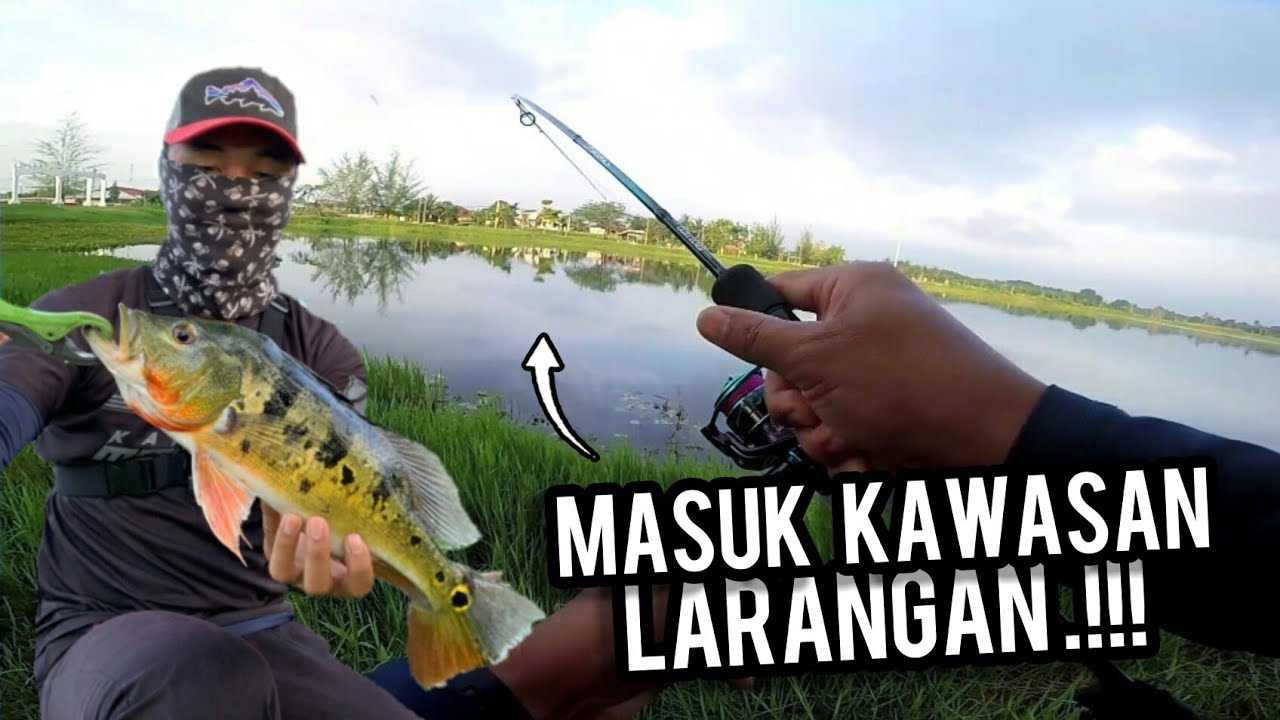 SERIOUS !!! Makin Banyak IKAN AMAZON Dekat Sini | Tasik Temoh Tapah ...