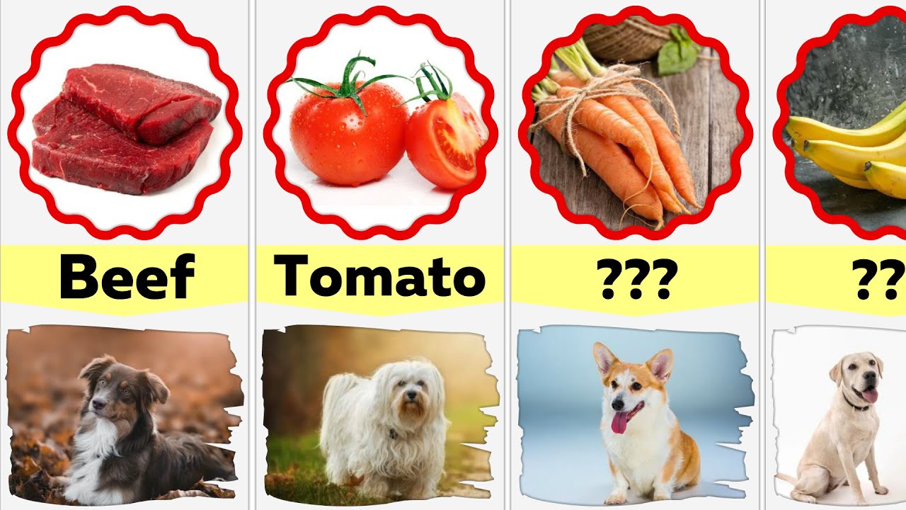 Favorite Food of Different Dog Breeds - YouTube