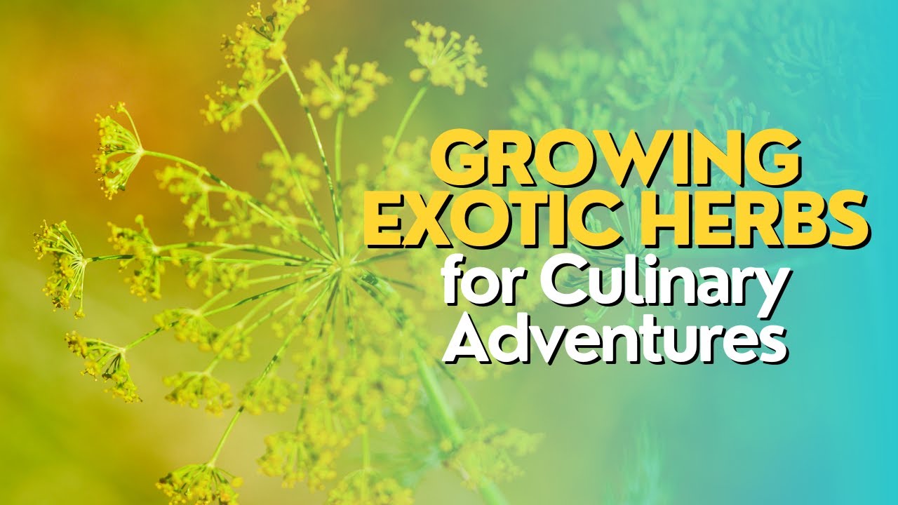Growing Exotic Herbs for Culinary Adventures - YouTube