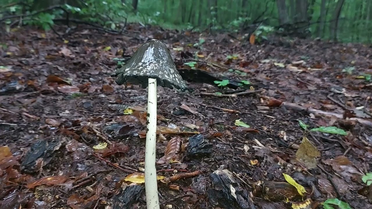 Coprinopsis picacea - ciuperca neagra din padure - YouTube
