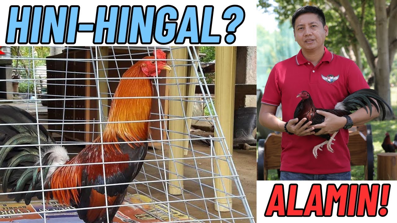 Hingal Sa Araw Ng Laban, Panu Maiiwasan? Alamin! - YouTube