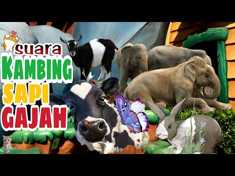 SUARA GAJAH SAPI KAMBING 📌 PEMBELAJARAN ANAK MENGENAL SUARA DAN JENIS BINATANG