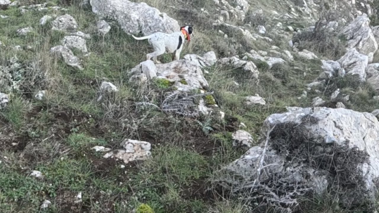 κυνήγι πέρδικας Καλαμάτα - YouTube