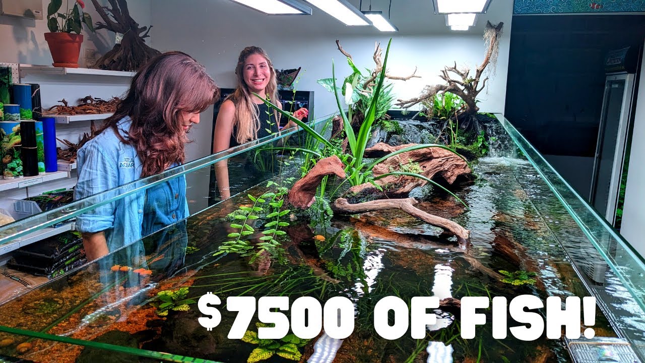 Adding $7500 worth of fish into a Sloped River Tank! - YouTube