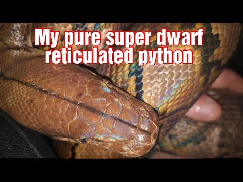 My adult female madu reticulated python--super dwarf reticulated python ...