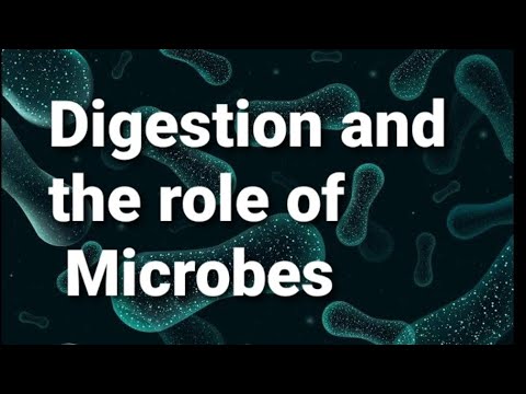 Digestion & The Role of Microbes | Teeth | Digestive system | Microbes ...