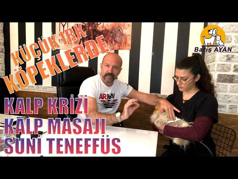 Küçük Irklarda Kalp Krizi, Kalp Masajı ve Suni Teneffüs