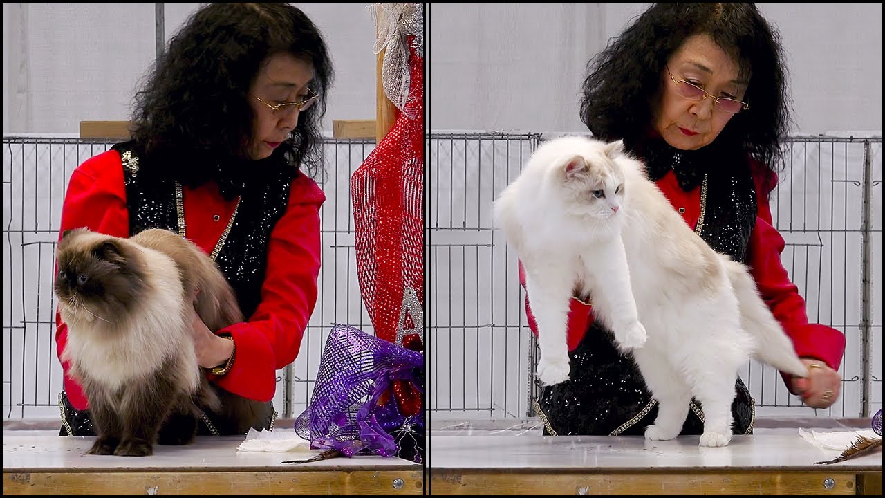 CFA International 2016 - Red Show class judging Himi & Ragdoll adults ...