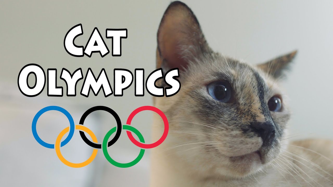 N2 the Talking Cat S4 Ep22 - Cat Olympics - YouTube