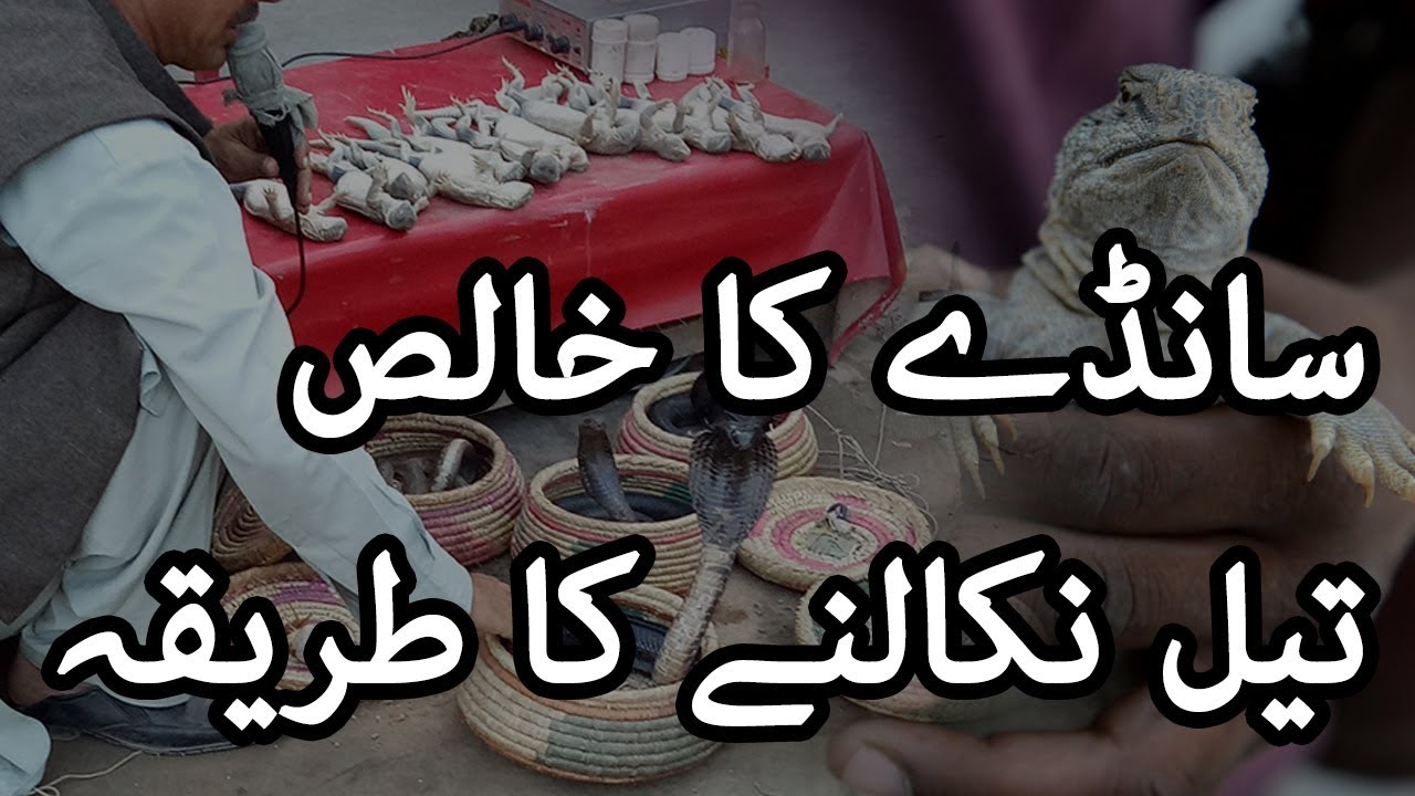 Sanda Oil | How to make Sanda Oil | Khalis Tail Nikalnay Ka Tarika in ...