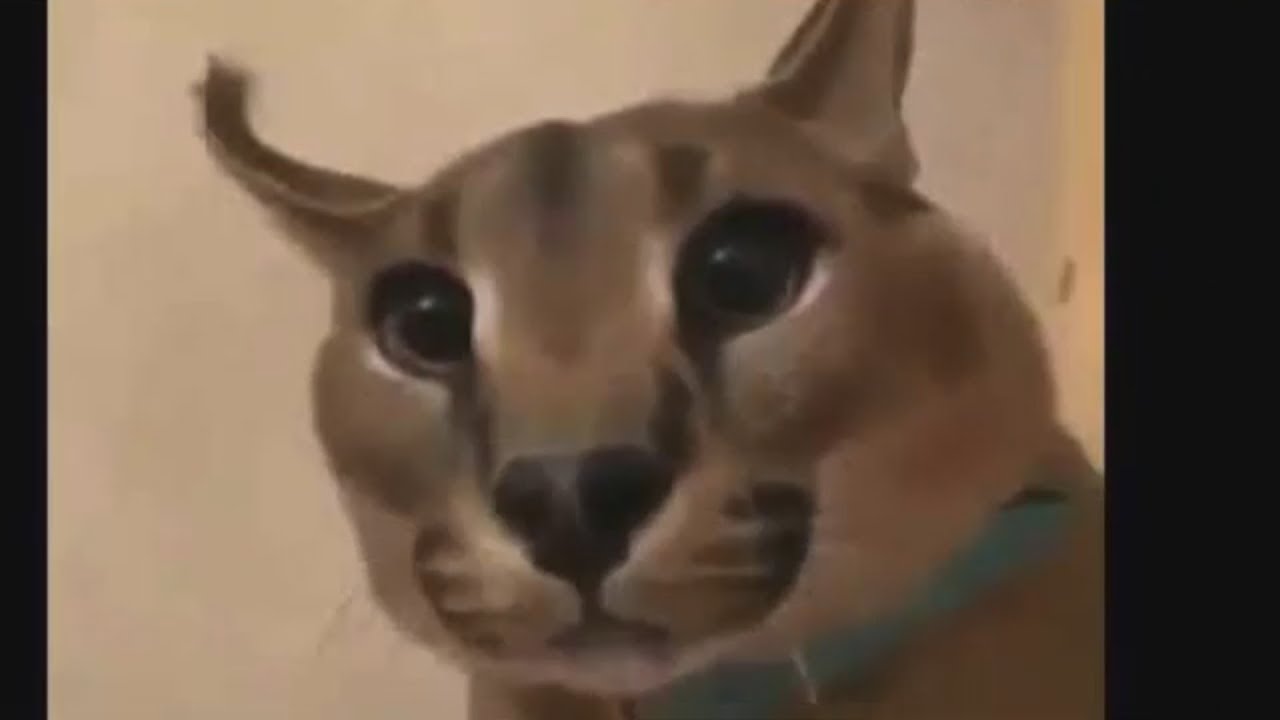 mesmerizing floppa 1 hour - YouTube