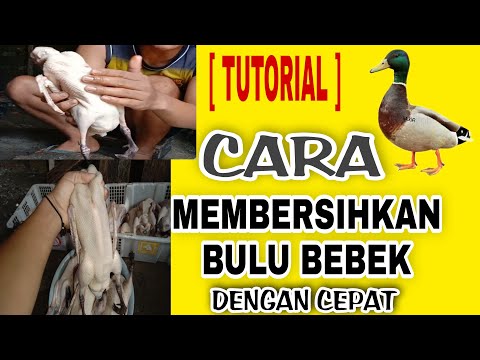 [ Tutorial ] Cara membersihkan bulu bebek