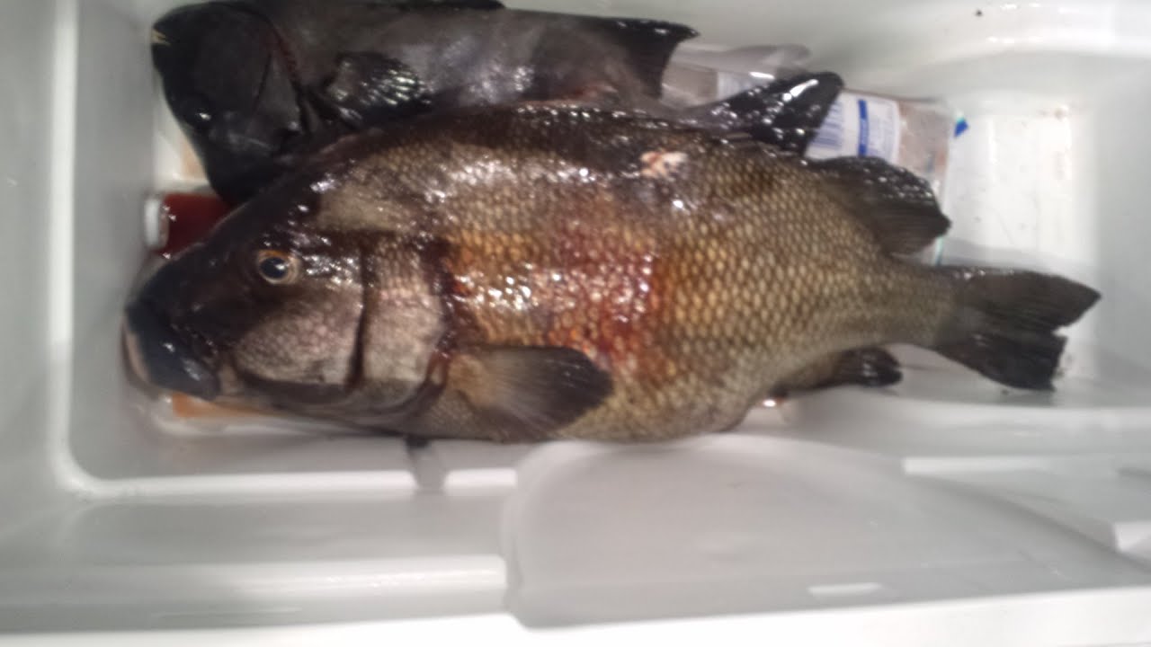 Grunt and striped beakfish spearfishing in Japan - YouTube