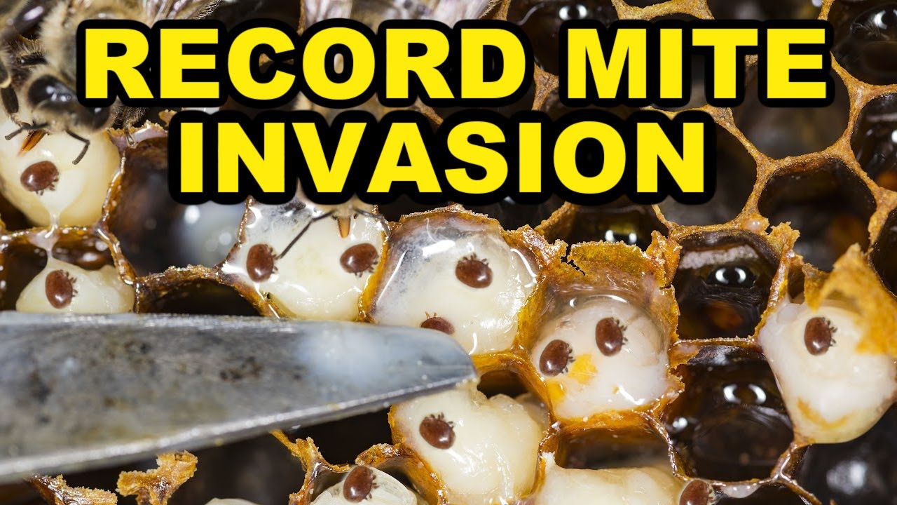 Beekeeping | Control Mites By Breaking The Bees' Brood Cycle - YouTube