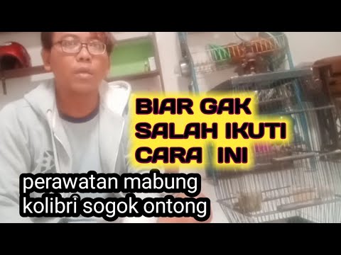 JANGAN SALAH⁉️perawatan kolibri sogok ontong saat mabung /ngorak - YouTube